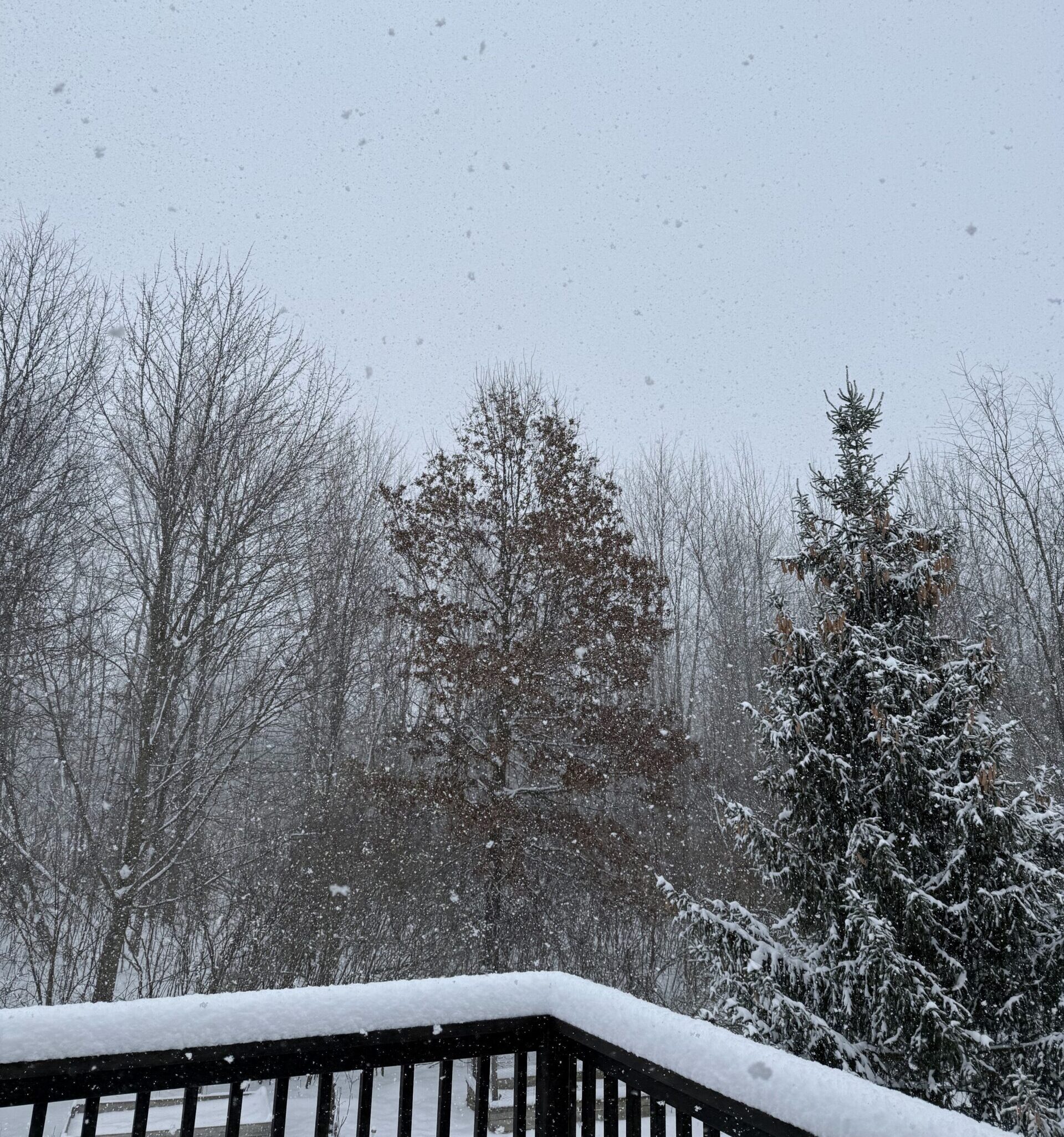 Winter Events In West Michigan 2025/26 - The Local Element West Michigan